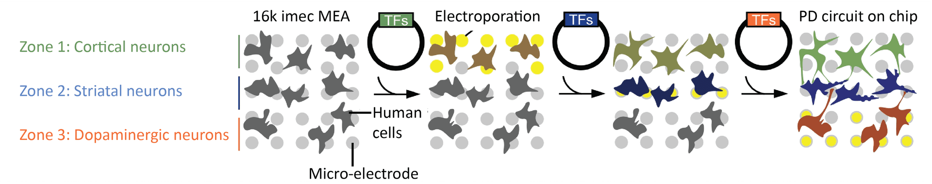 How chip technology will decipher brain diseases | imec