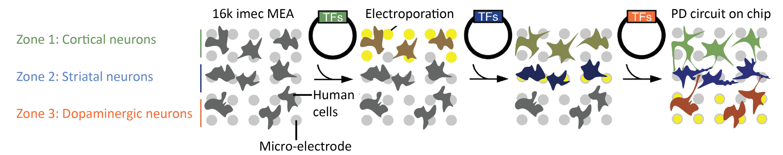 How chip technology will decipher brain diseases | imec