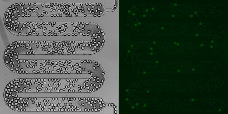 PCR on a microfluidic chip: accelerated tests on silicon | imec