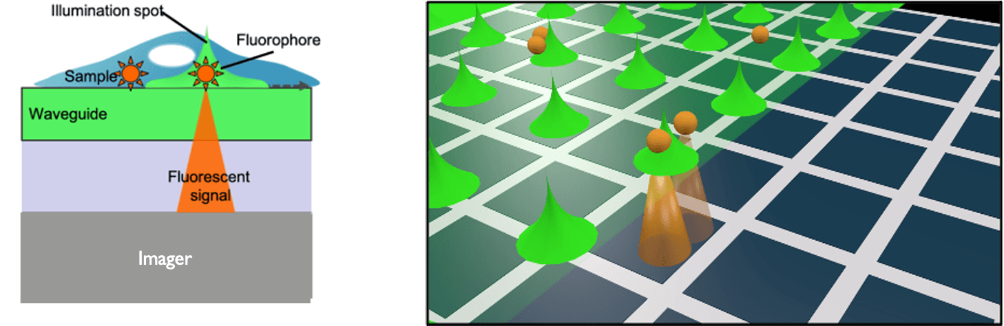 A chip-scale microscope for high-throughput fluorescence imaging | imec