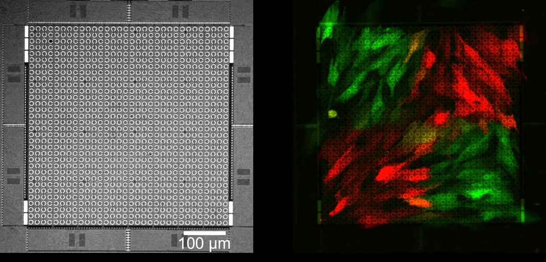 CMOS MEA for high-throughput, multi-modal cell interfacing | imec