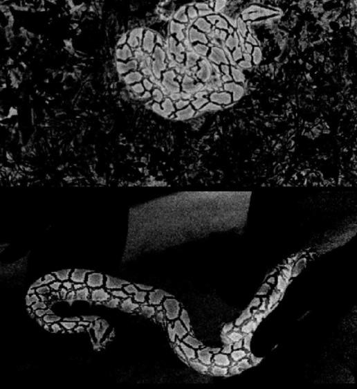 Paintings, pythons and pears: the spectrum of hyperspectral applications.